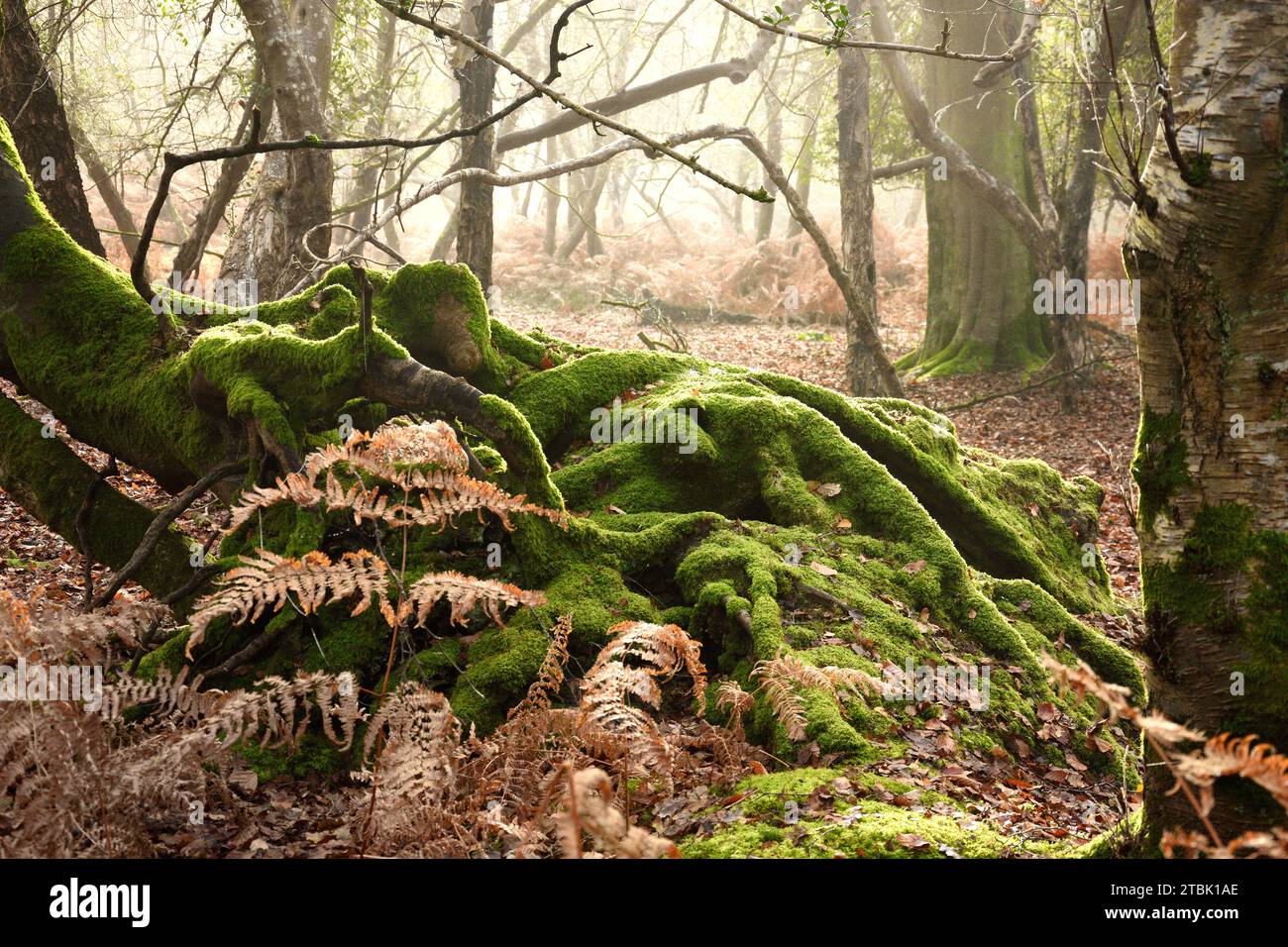 Tangled tree roots hi-res stock photography and images - Alamy