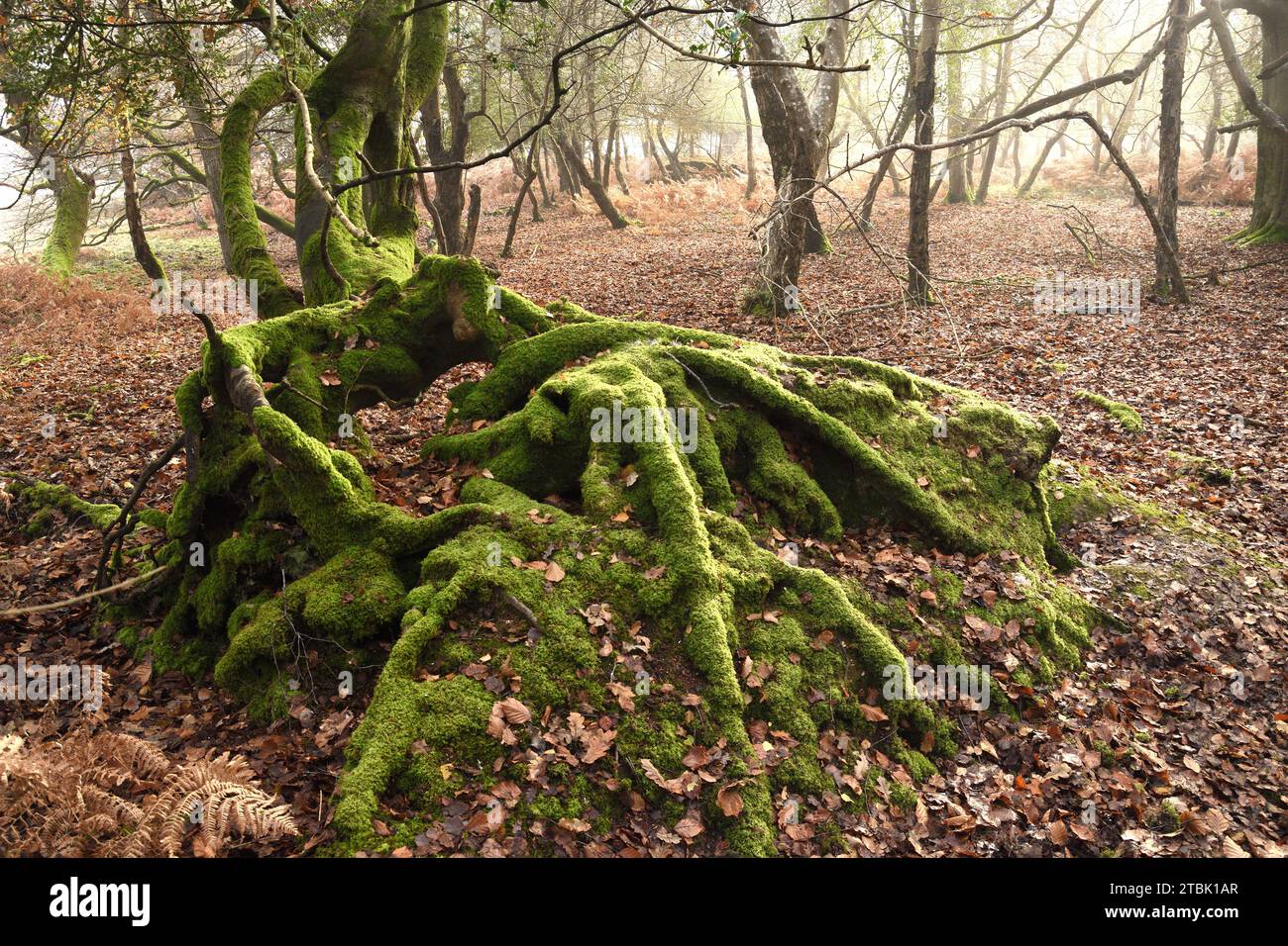 Tangled tree roots hi-res stock photography and images - Alamy