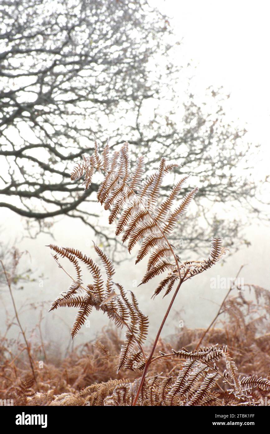 Golden brown fern standing frozen in the forest clearing Stock Photo ...