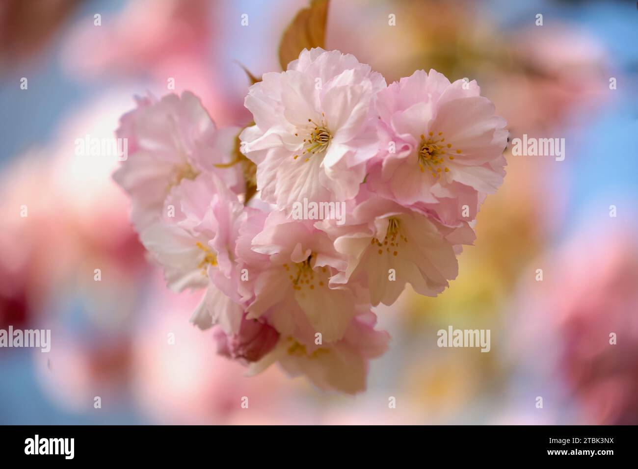 sunlit spring Cherry Blossom Stock Photo - Alamy