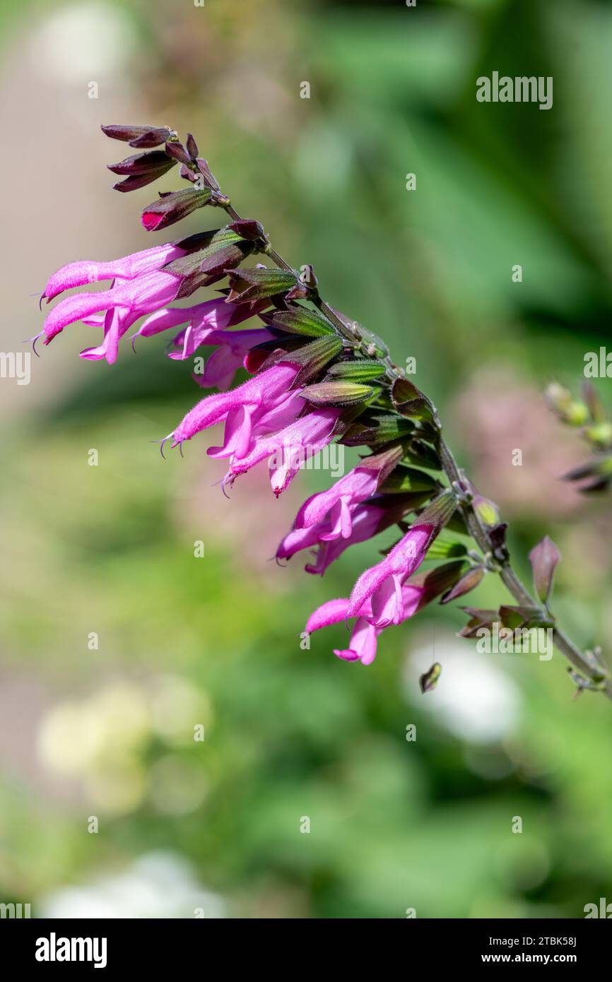 Salvia amistad close hi-res stock photography and images - Alamy