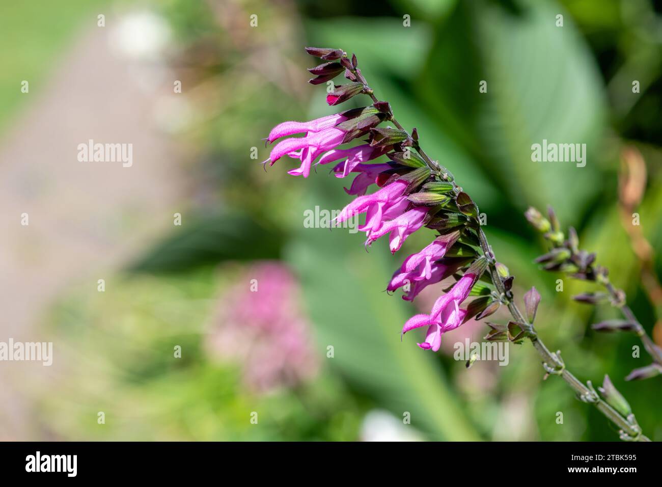 Salvia ‘pink amistad’ hi-res stock photography and images - Alamy
