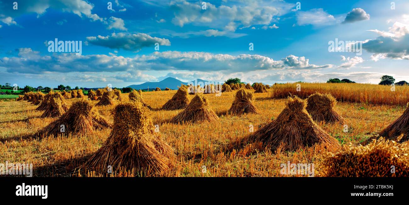 corn stooks in a field at Seaforde, Mountains of Mourne County Down ...