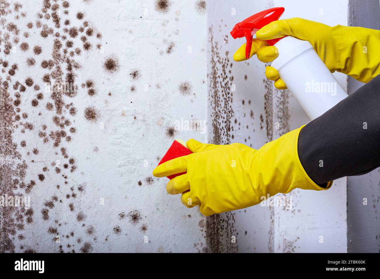 Cleaning the wall with the help of a sprayer from spots of toxic mold ...