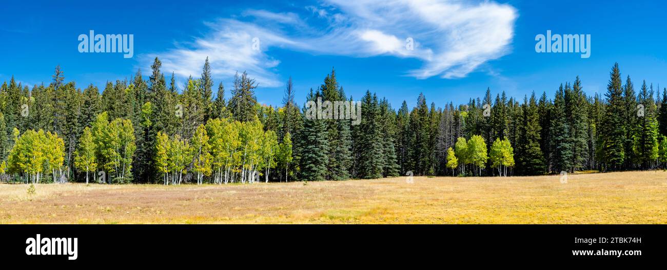 Panoramic photograph of a conifer aspen forest, North Rim. Grand Canyon ...