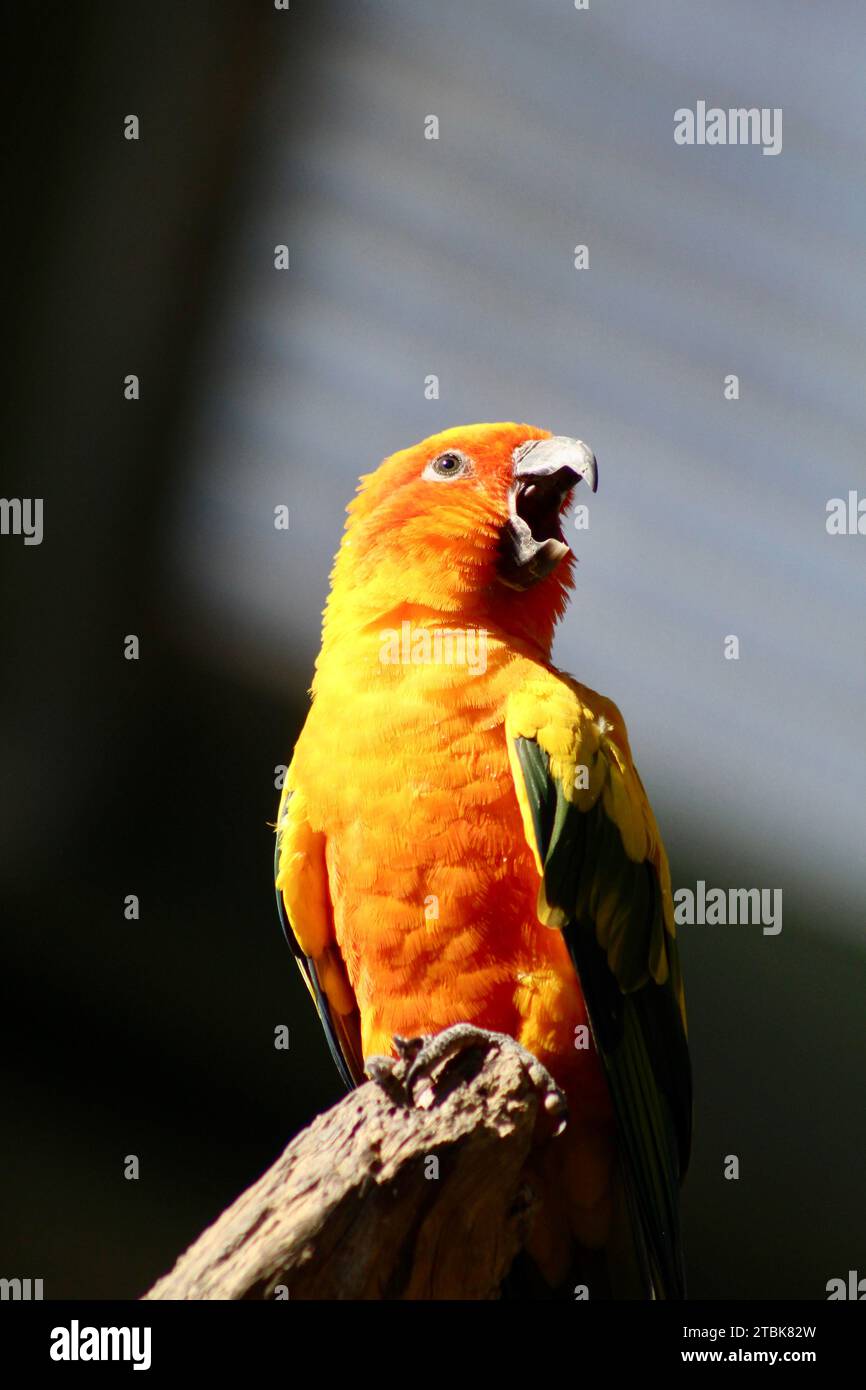 A brightly colored sun conure perched on a branch, its feathers glowing ...