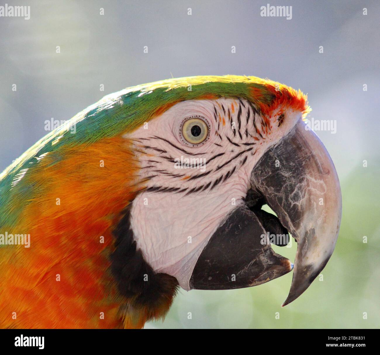 A brightly colored sun conure perched on a branch, its feathers glowing ...