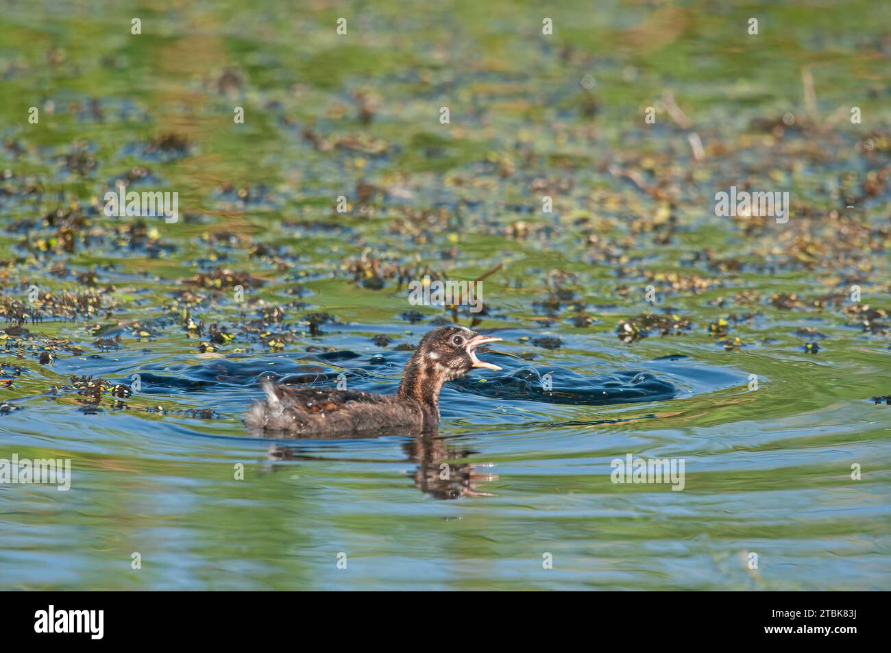 Baby bird plumage hi-res stock photography and images - Alamy