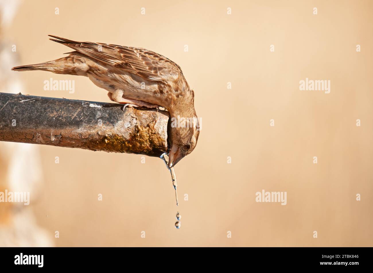Water-drinking Rock Sparrow (Petronia petronia Stock Photo - Alamy