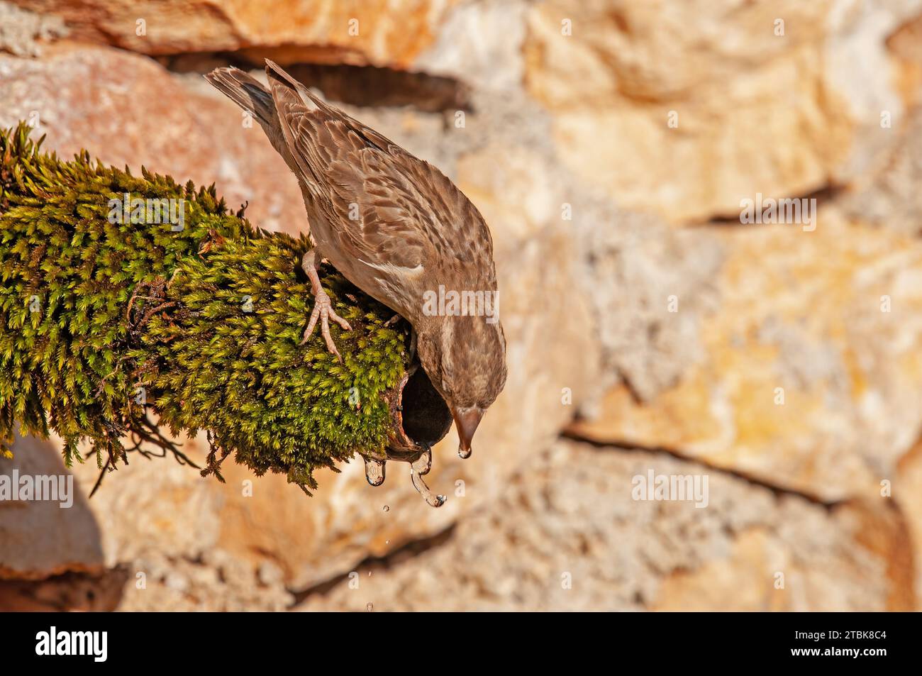 Water-drinking Rock Sparrow (Petronia petronia Stock Photo - Alamy