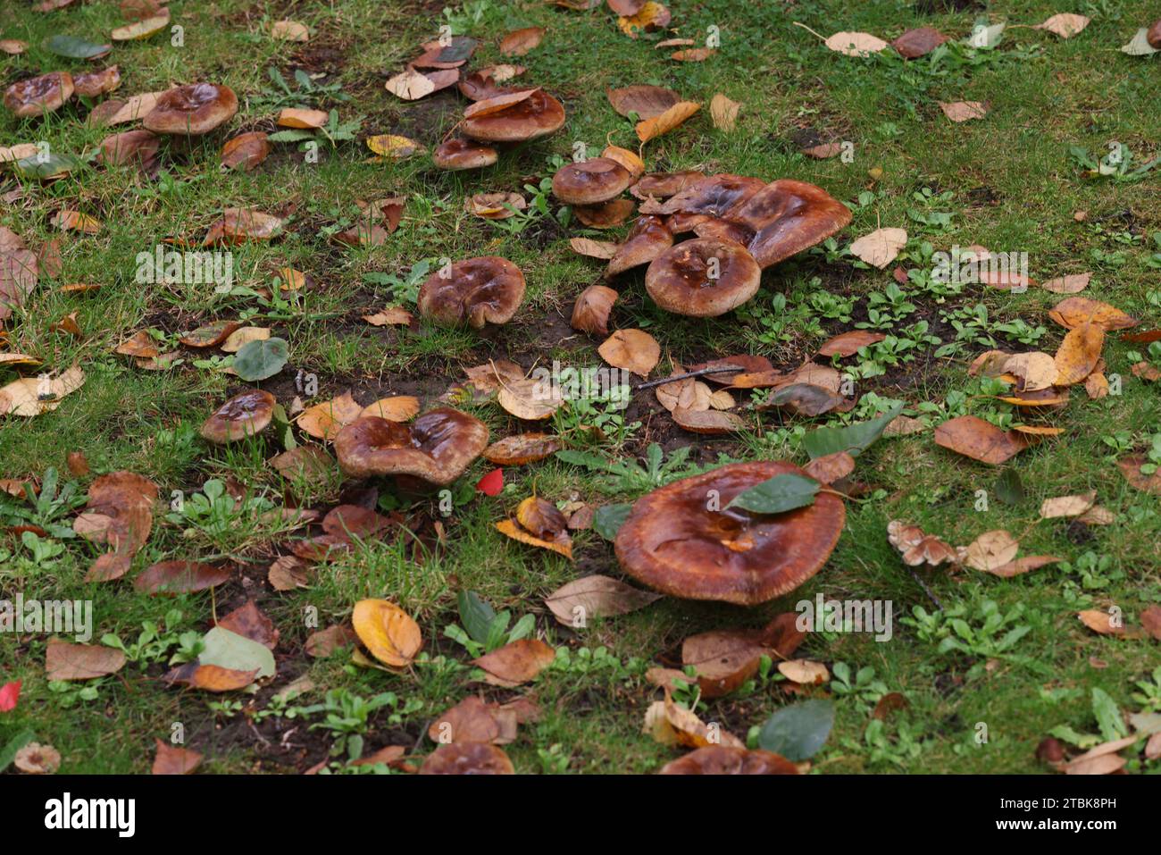 Large wild mushrooms pictured growing in Portsmouth, Hampshire, UK ...