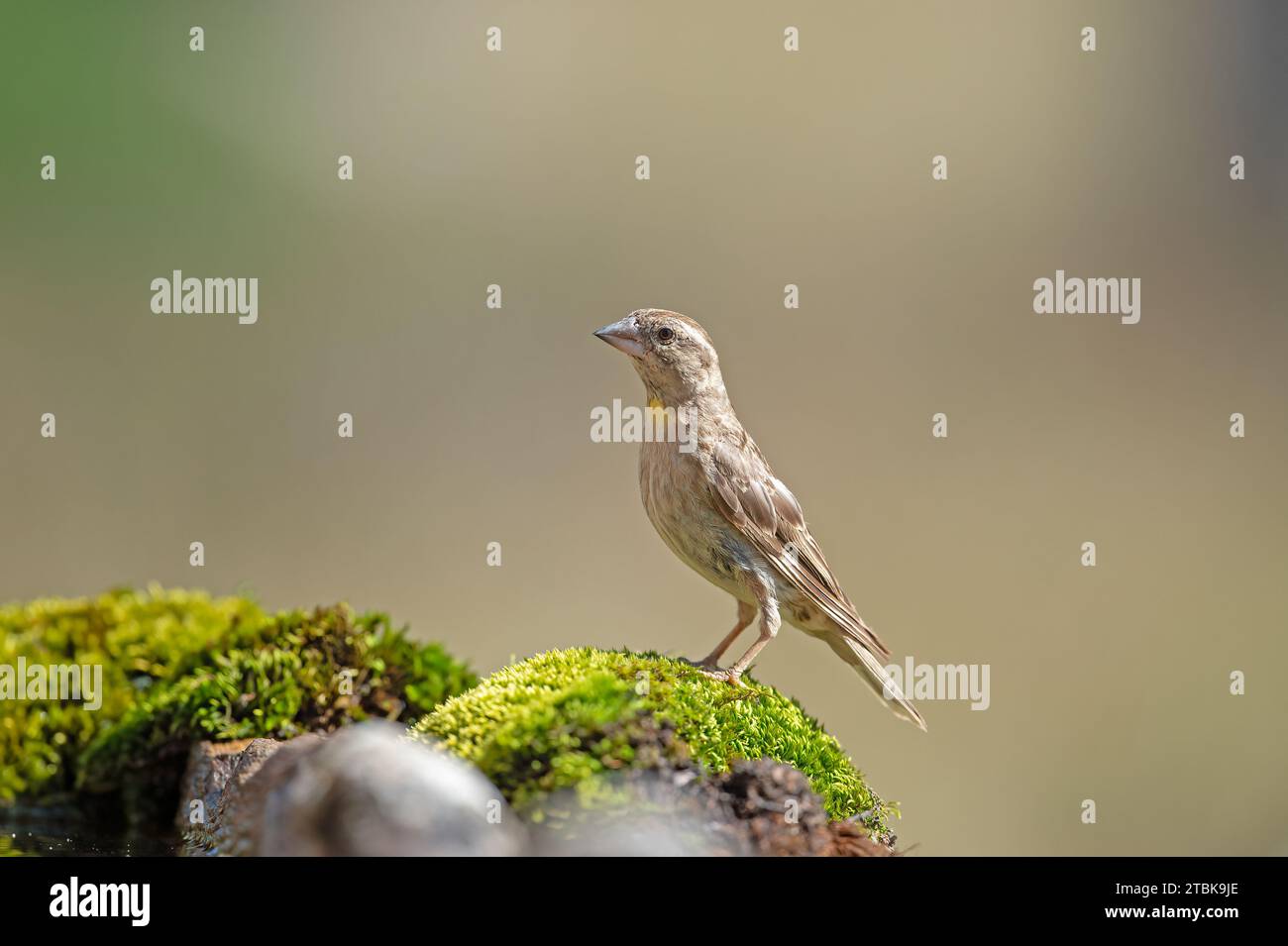 Rock Sparrow (Petronia petronia) on moss Stock Photo - Alamy