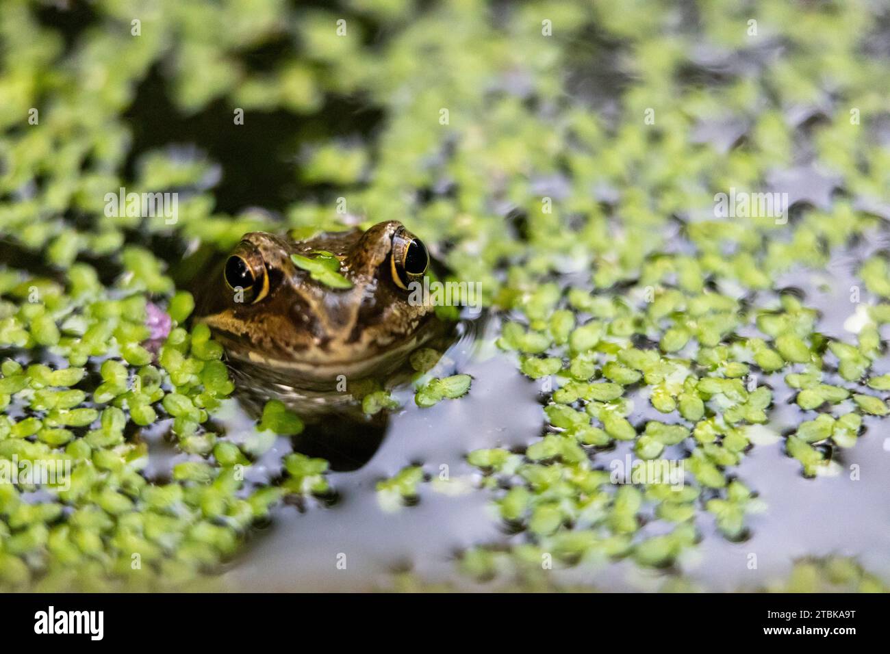 A close-up shot of a small frog suspended in vibrant green water ...