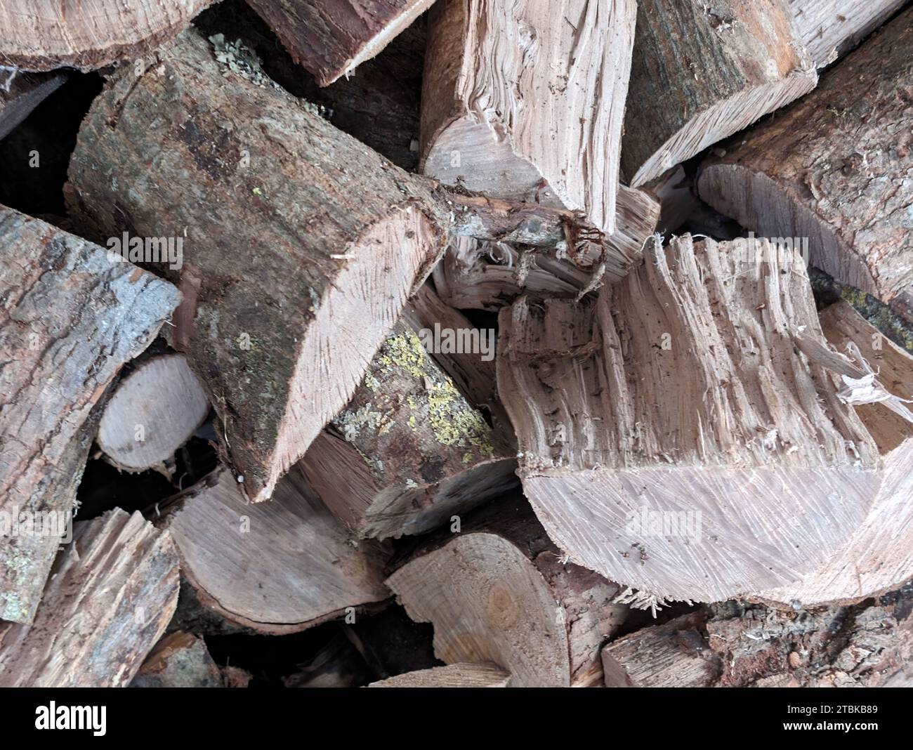 Pile of freshly cut logs in a sunny woodland clearing, with trees in ...