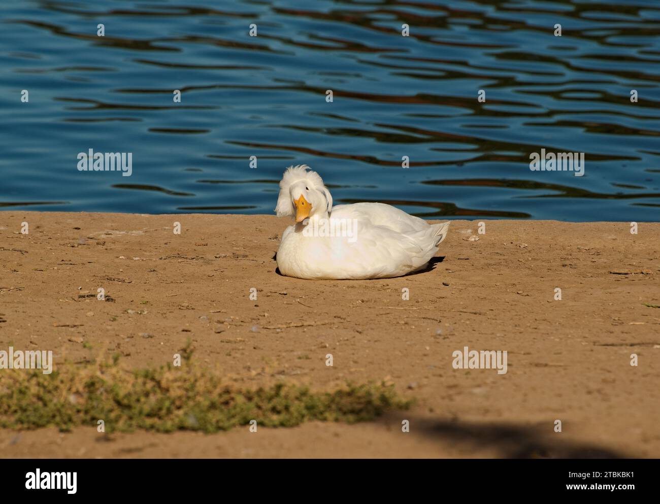 single white duck lakeside with ruffled feathers and interesting ...