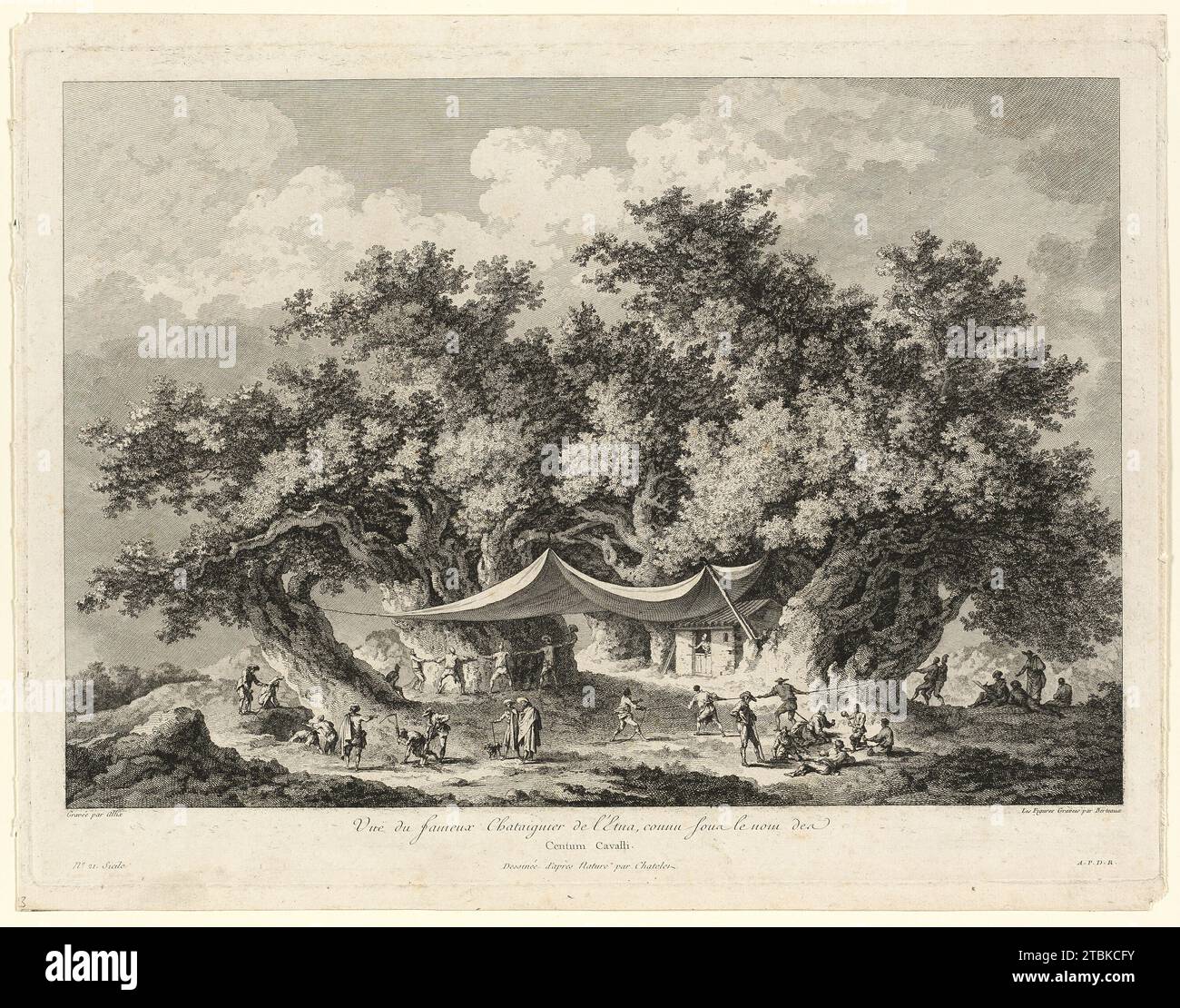 View of the Famous Chestnut Tree of Mount Etna, called Centum Cavalli ...