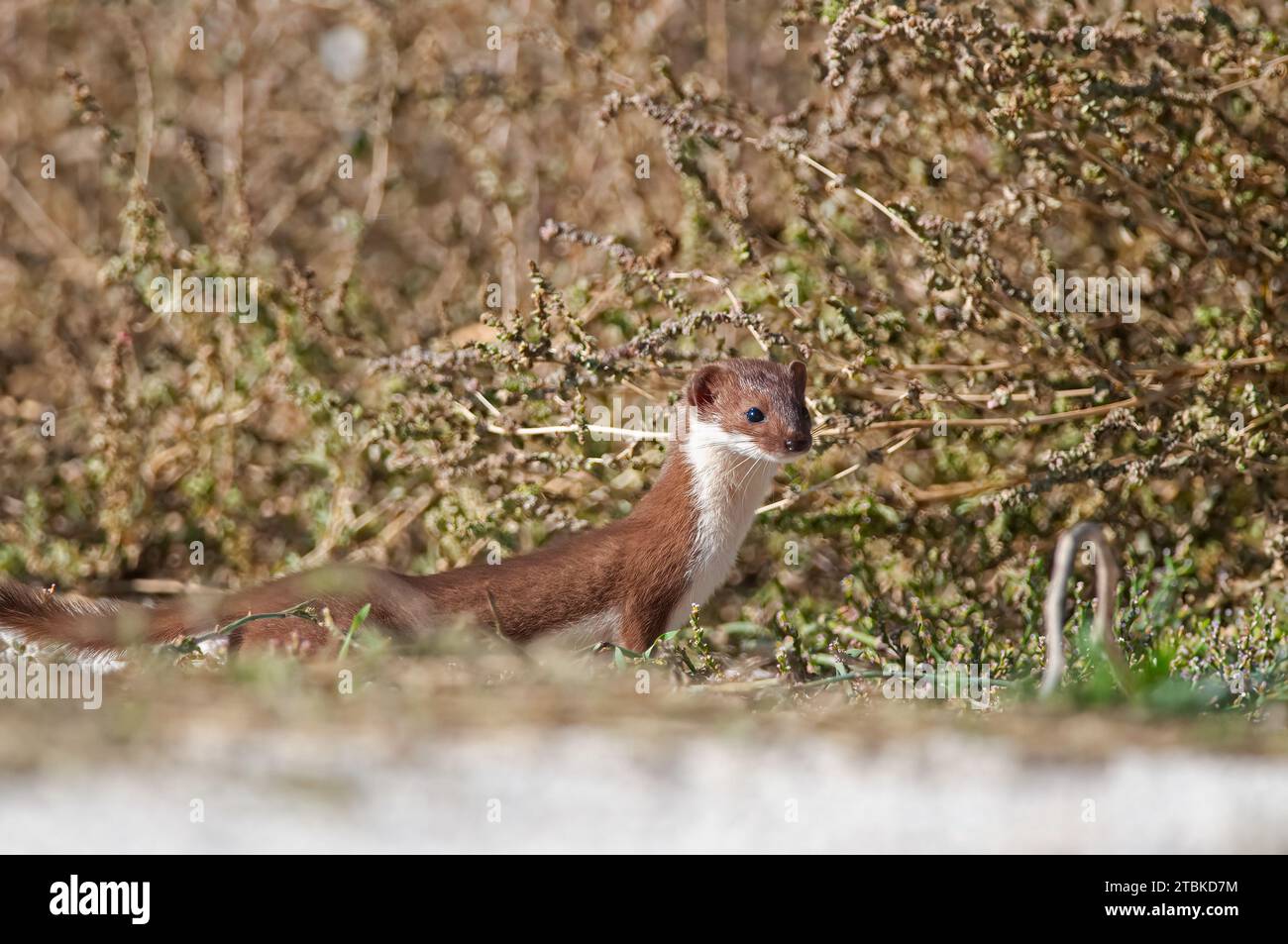 Lovely Least Weasel (Mustela nivalis) looking around in the garden ...