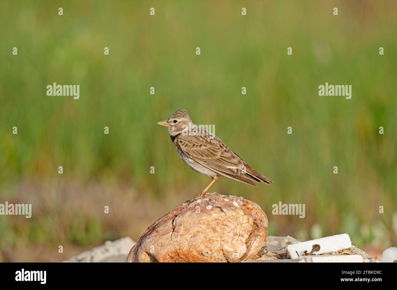 Calandra Lark (Melanocorypha calandra) singing on rock, green ...