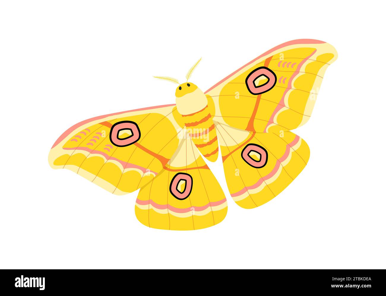 Colorful butterfly vector concept Stock Vector Image & Art - Alamy