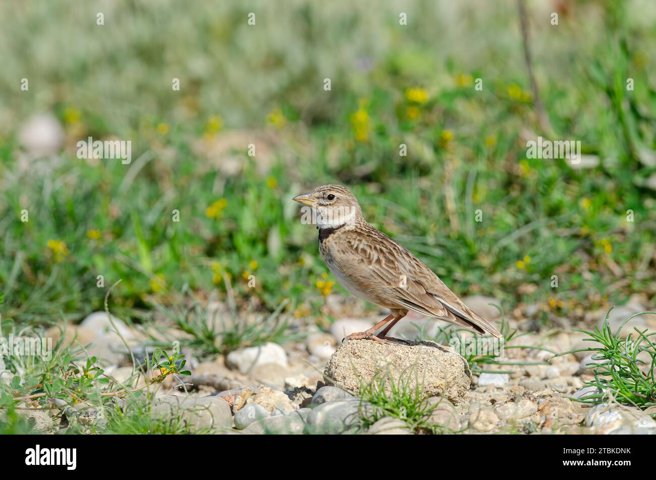 Calandra Lark (Melanocorypha calandra) singing on rock, green ...
