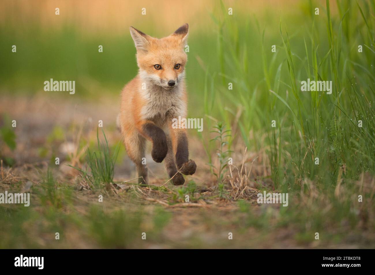 Young carnivore hi-res stock photography and images - Alamy