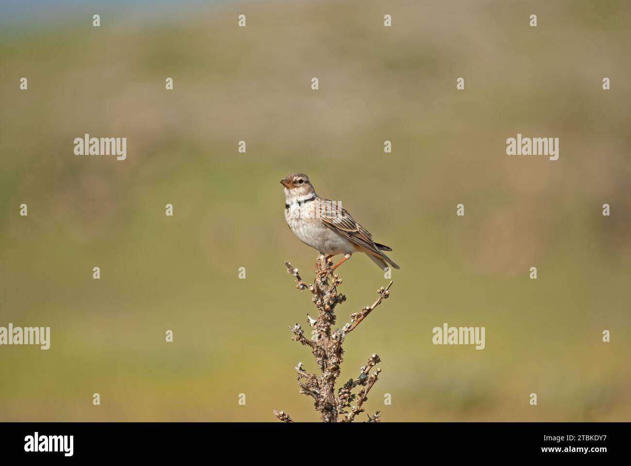 Calandra Lark (Melanocorypha calandra) on dried plant, blurred ...