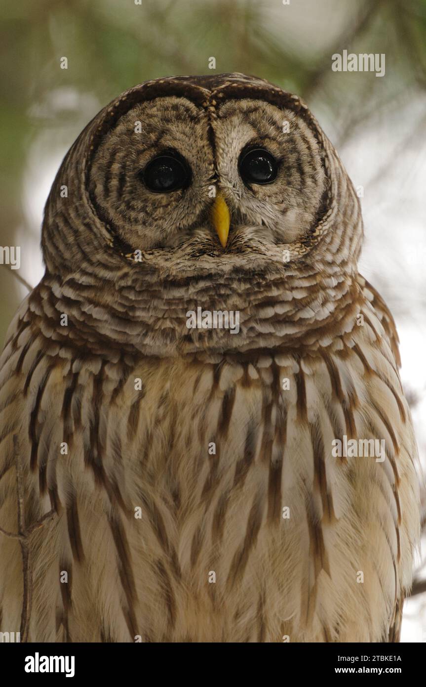 Barred owl perched hi-res stock photography and images - Alamy