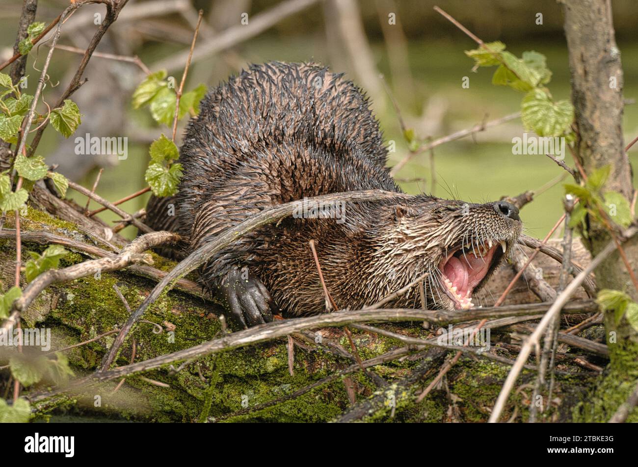 North American river Potter scratchiez its teck with a tree branch ...