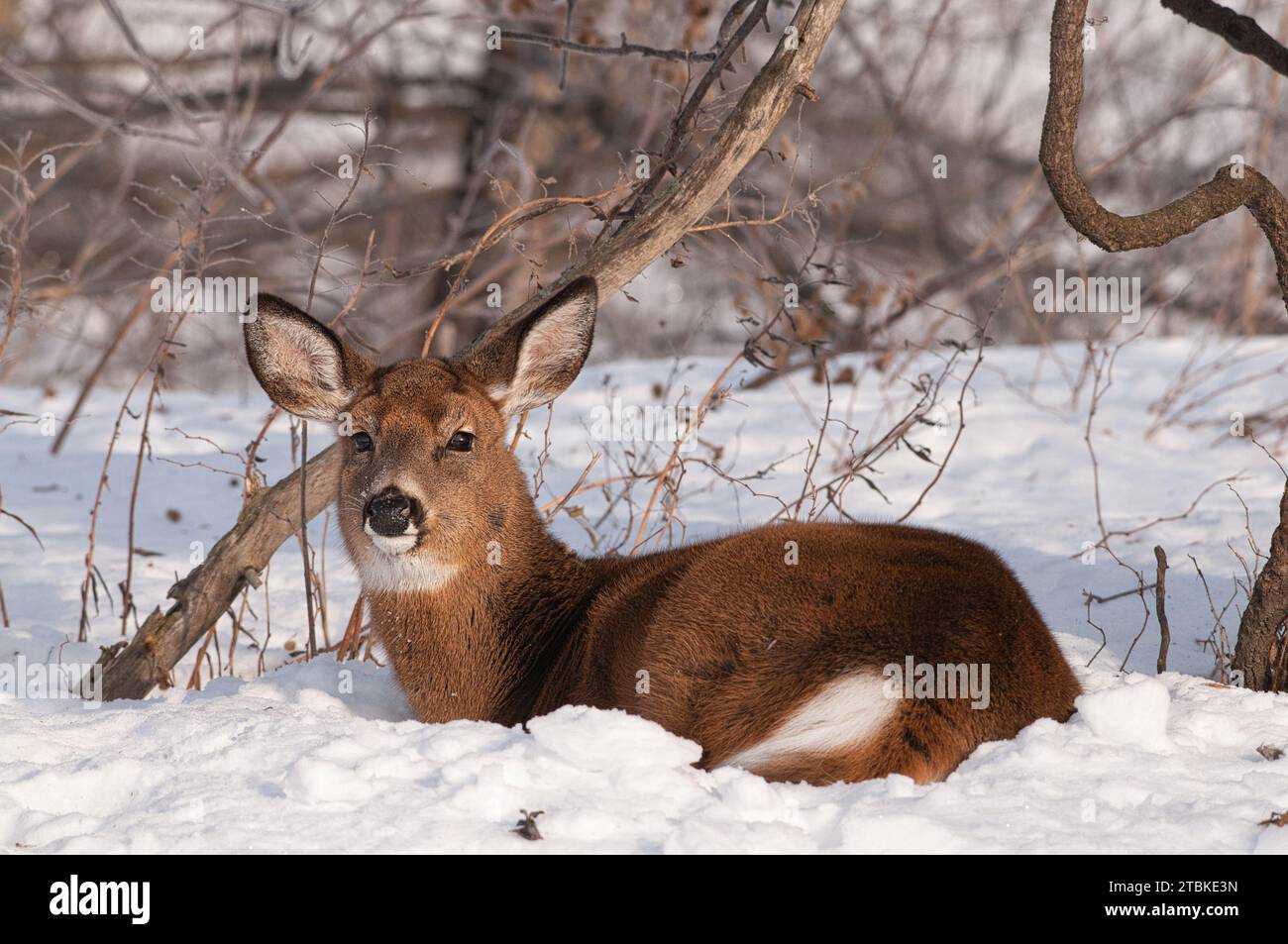 Deer winter white tail wild animal wildlife hi-res stock photography ...
