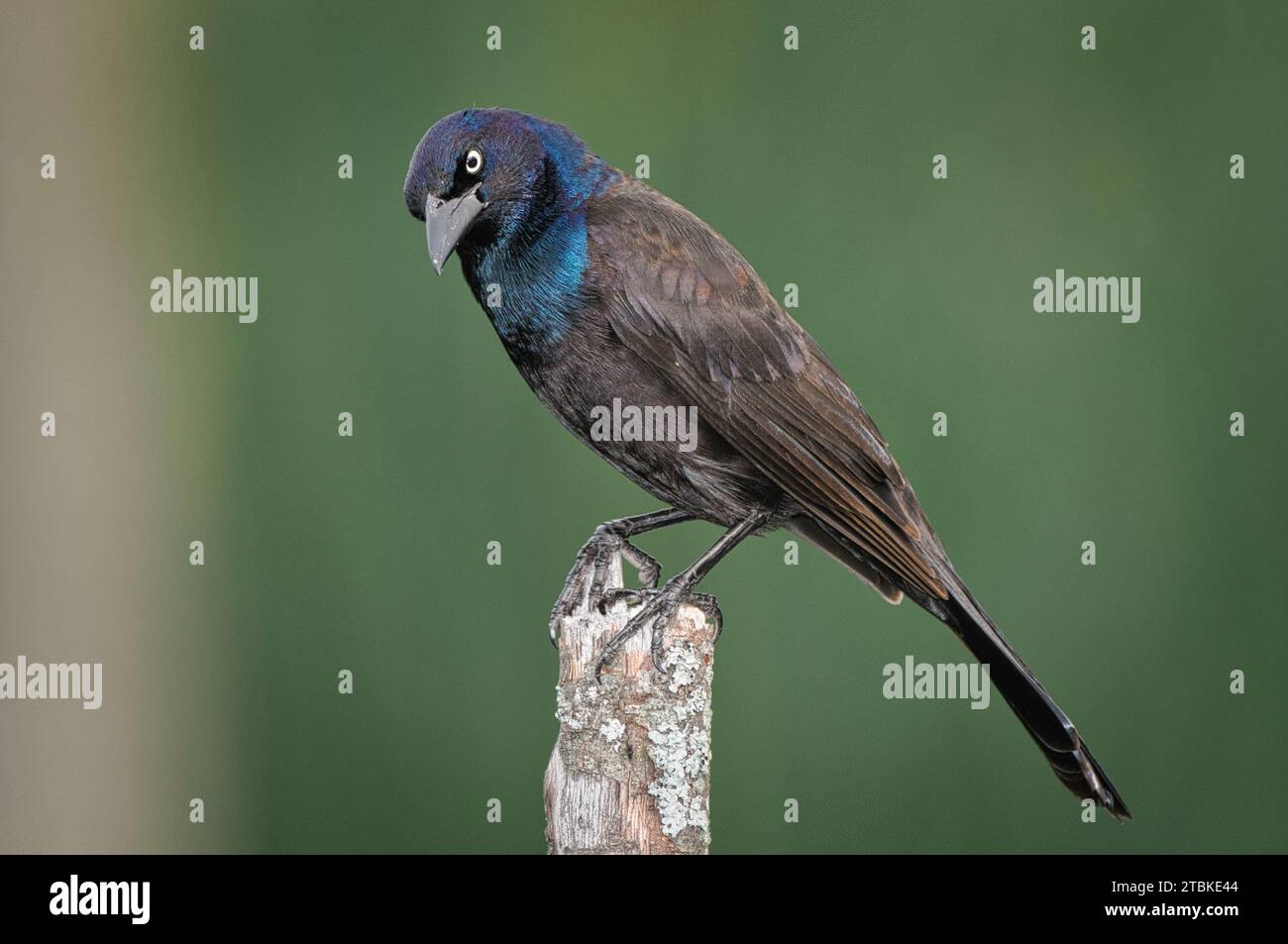 Common Gracile Warber perches on a branch Stock Photo - Alamy