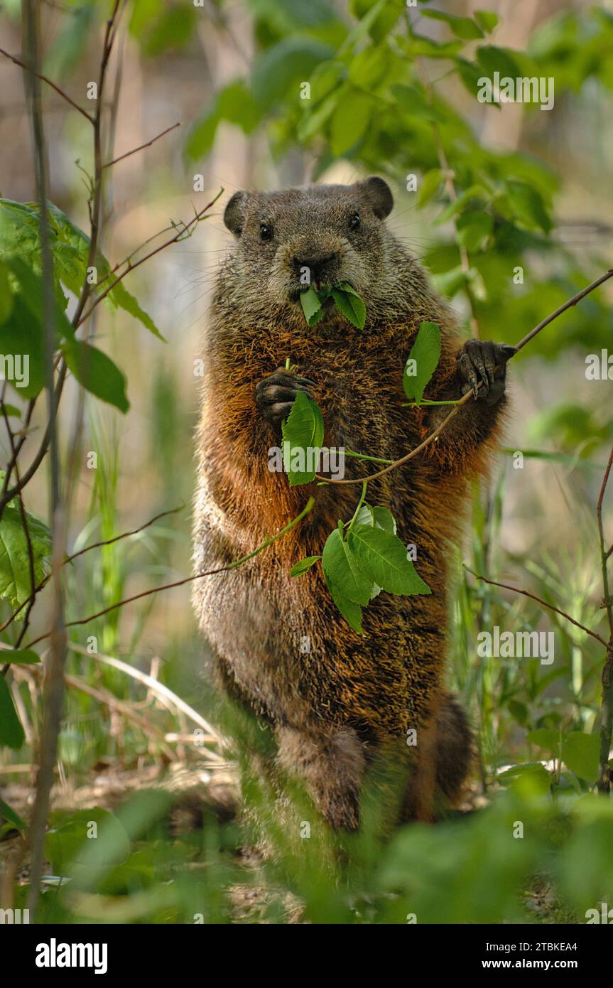 Marmotte hi-res stock photography and images - Alamy