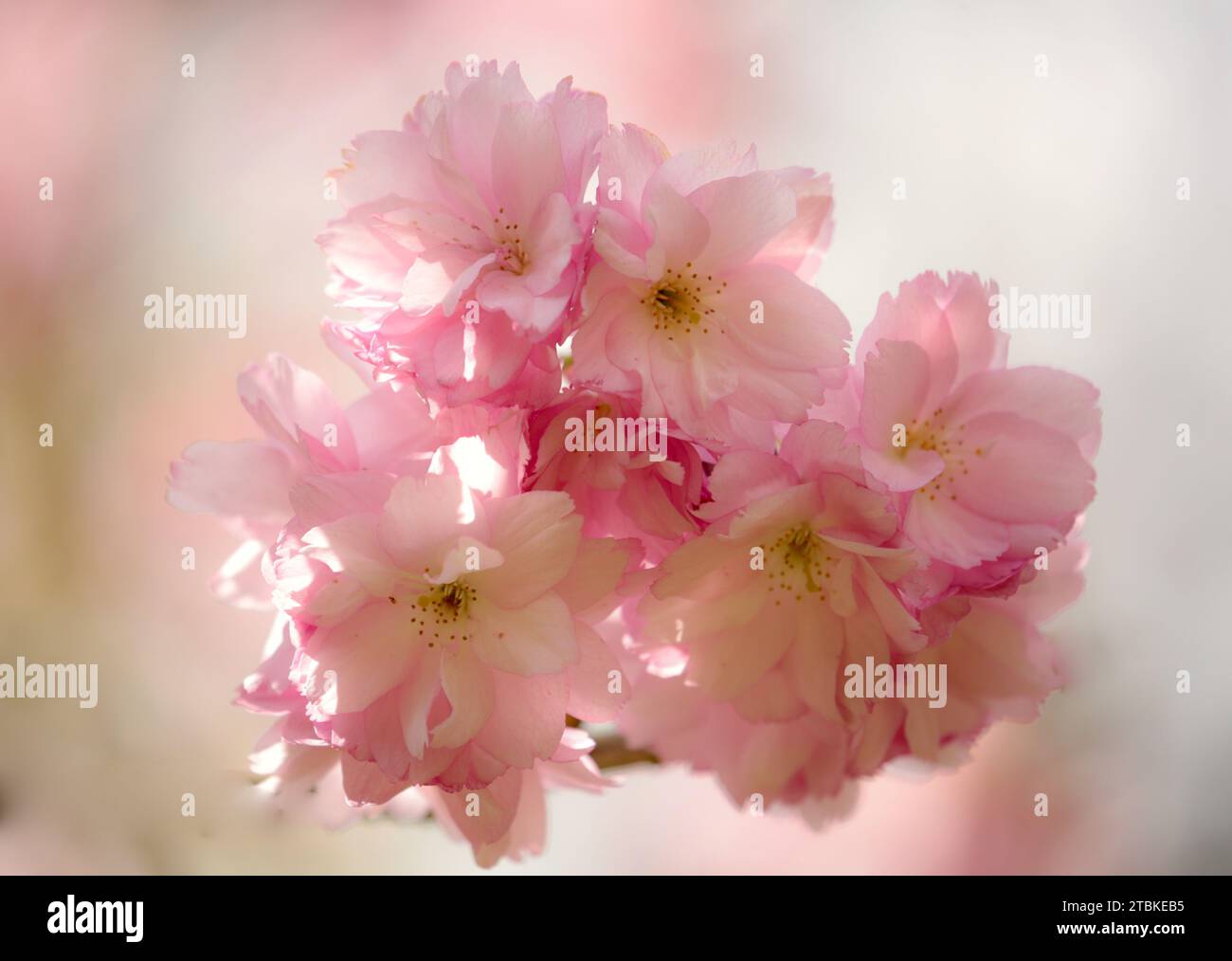sunlit spring Cherry Blossom Stock Photo - Alamy