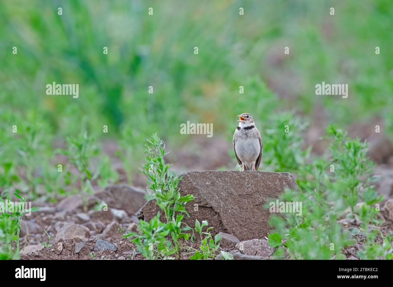 Calandra Lark (Melanocorypha calandra) singing on rock, green ...