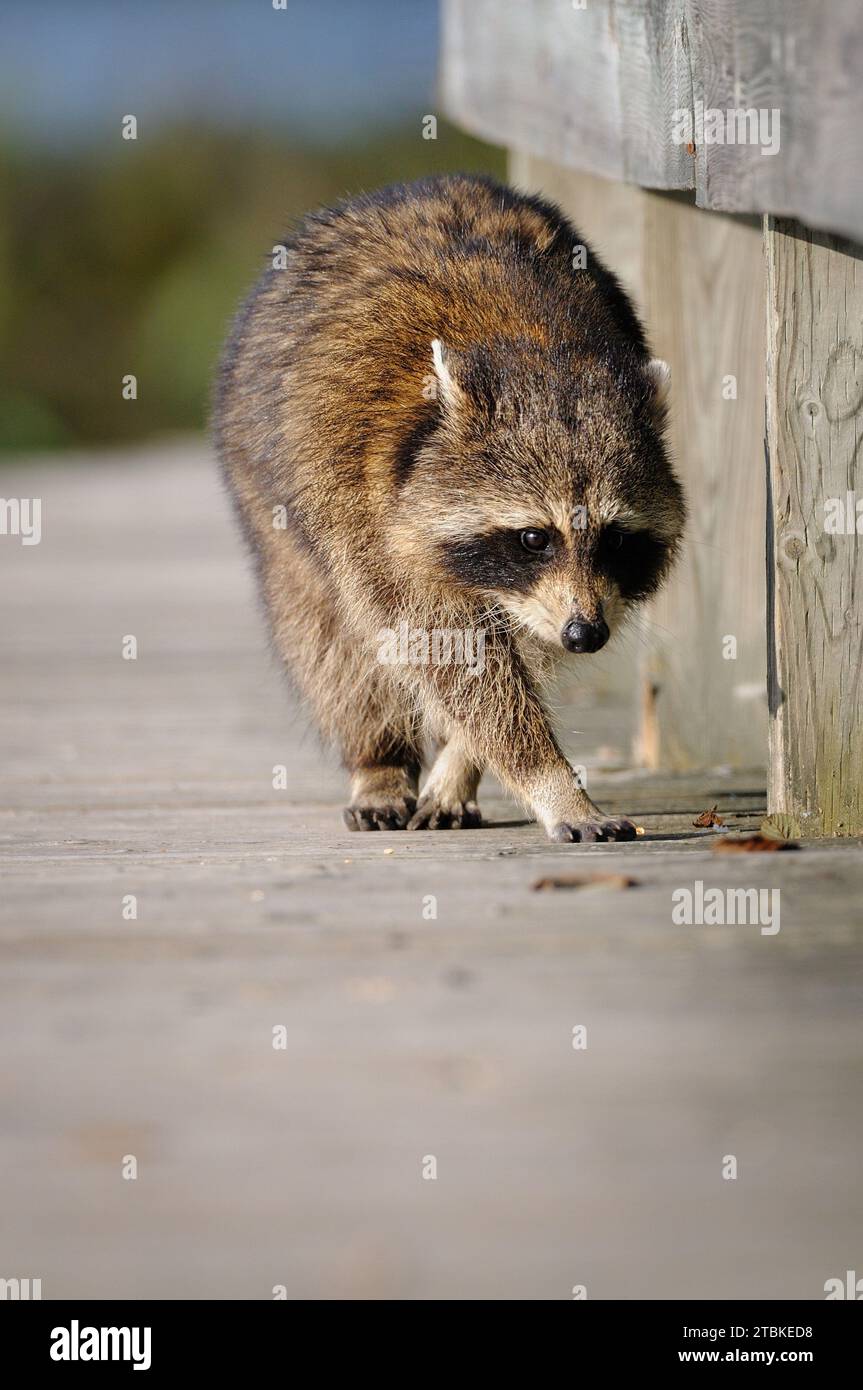 Raccoon walking on a terrage Stock Photo - Alamy