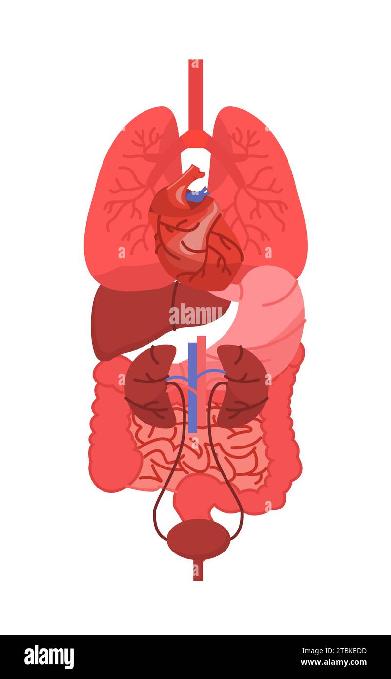 Anatomical illustration male figure Stock Vector Images - Alamy