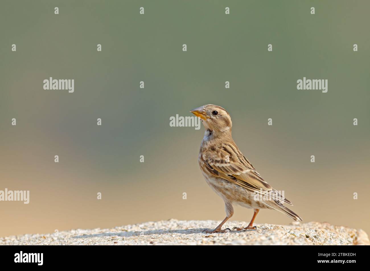 Rock Sparrow (Petronia petronia) on concrete floor Stock Photo - Alamy