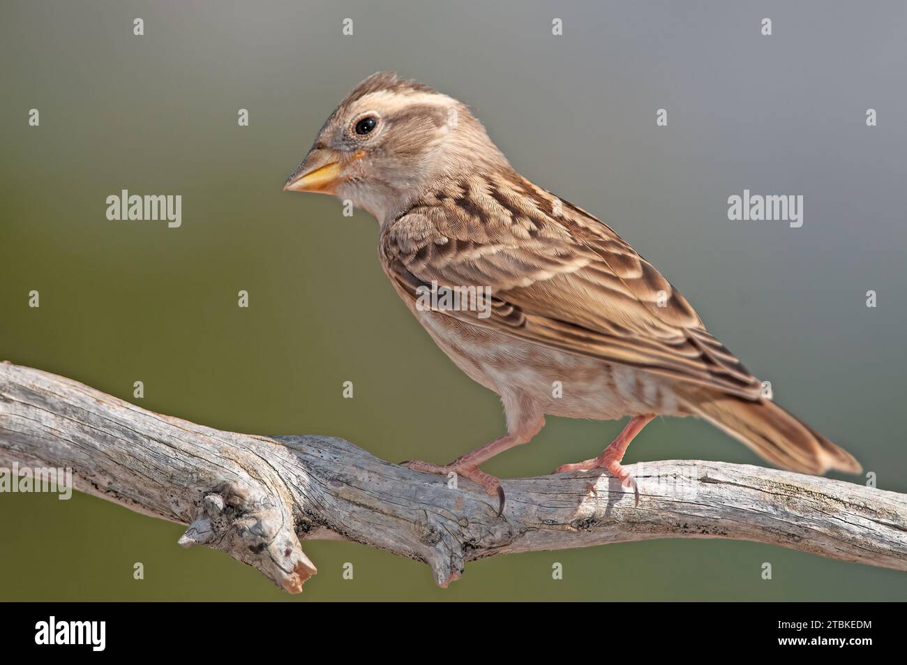 Baby Rock Sparrow (Petronia petronia) on a tree branch Stock Photo - Alamy