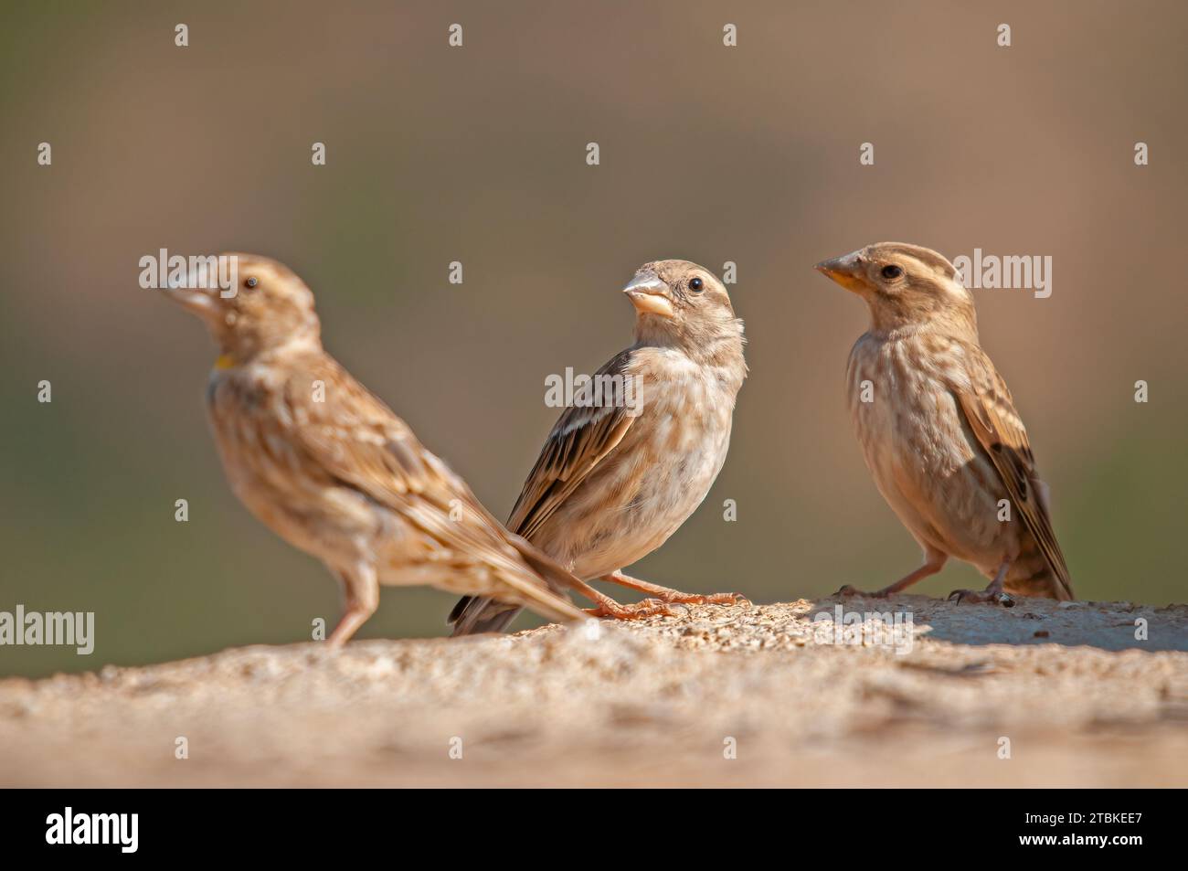 Rock Sparrows (Petronia petronia) on concrete floor Stock Photo - Alamy