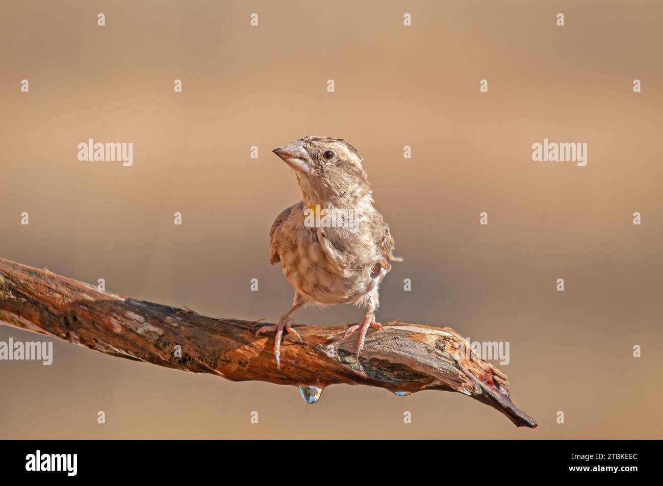 Rock Sparrow (Petronia petronia) and water drop on a tree branch Stock ...