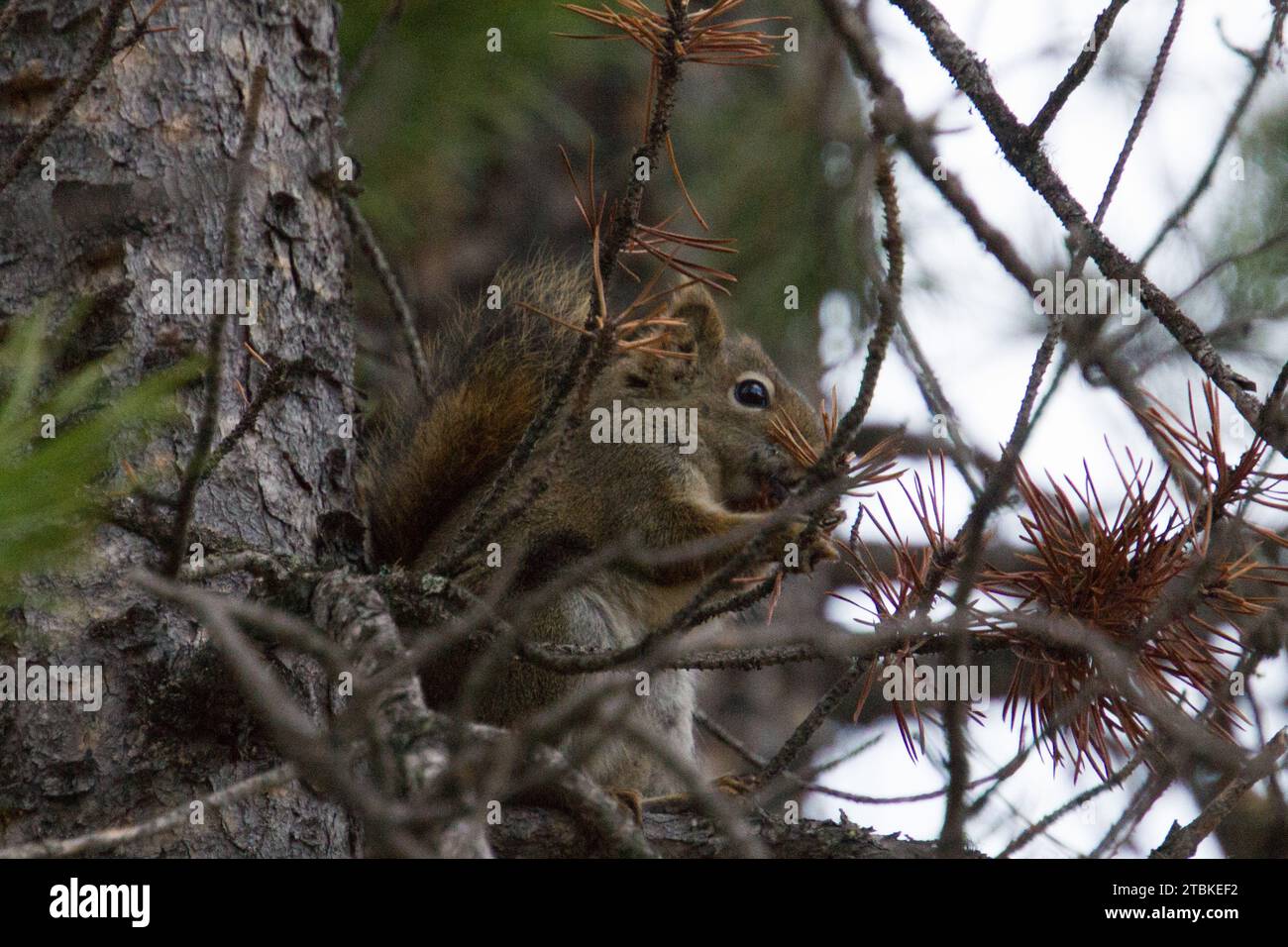 Squirrel hiding in a tree and eating some nuts Stock Photo - Alamy