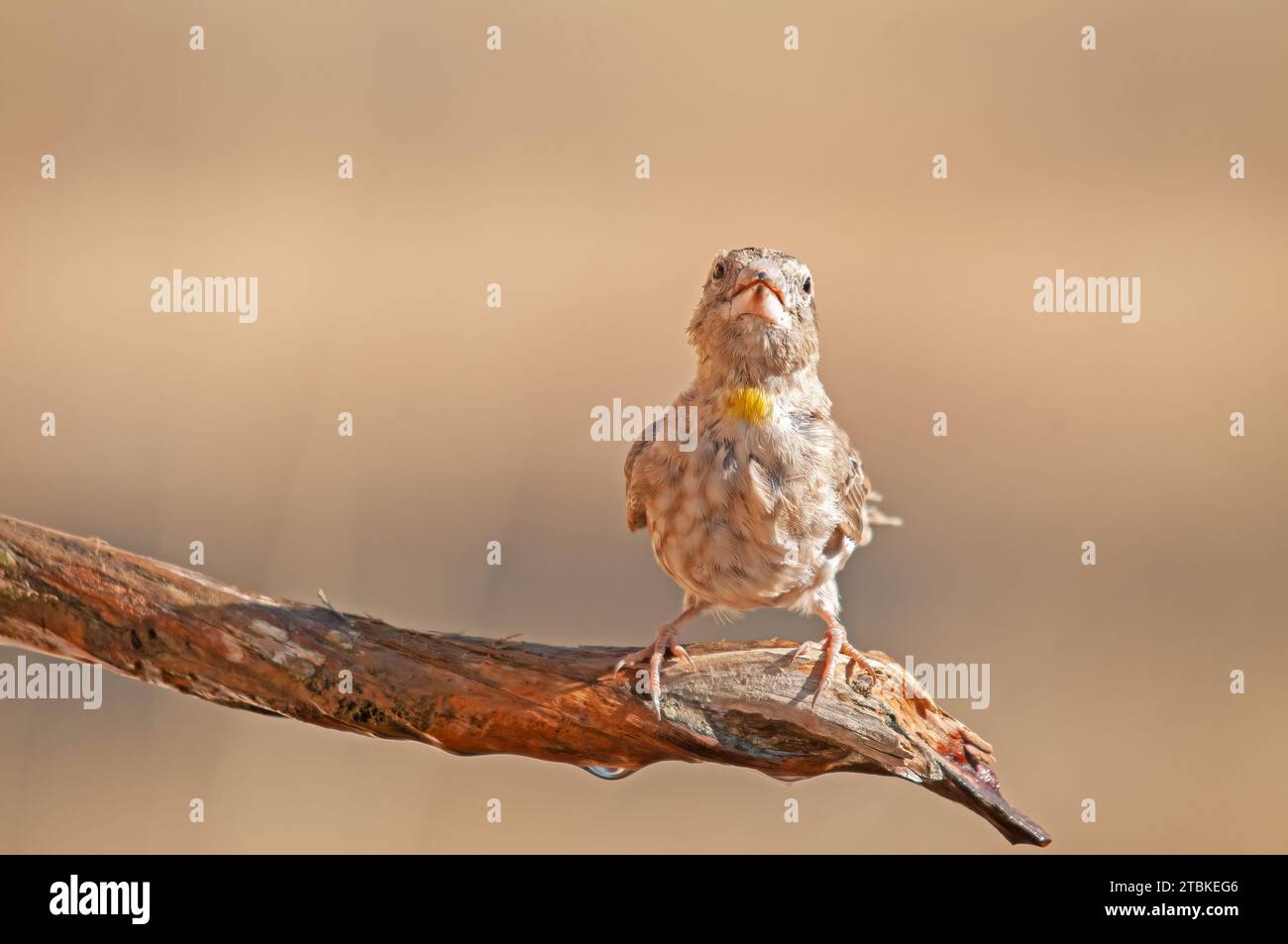 Rock Sparrow (Petronia petronia) and water drop on a tree branch Stock ...