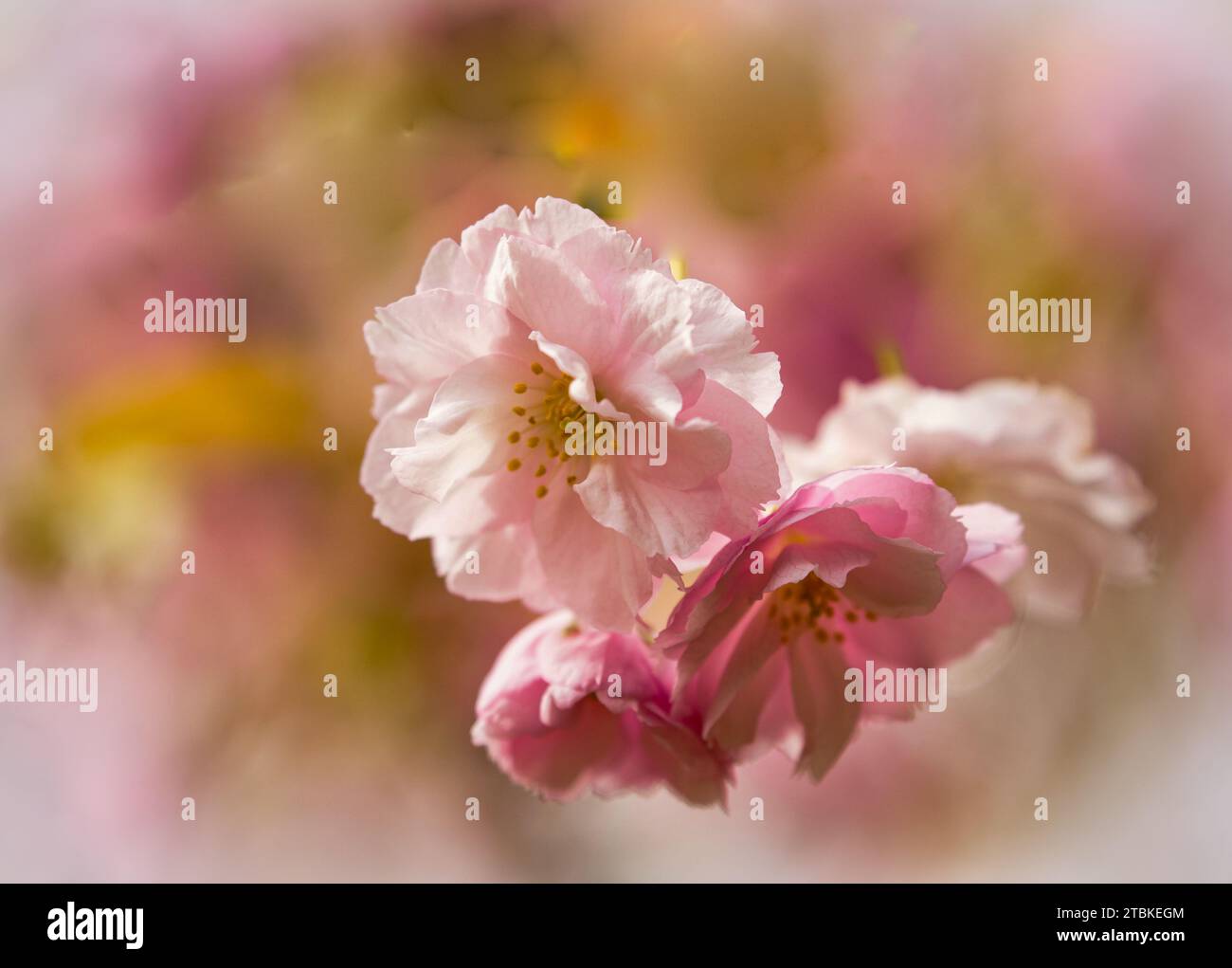 sunlit spring Cherry Blossom Stock Photo - Alamy