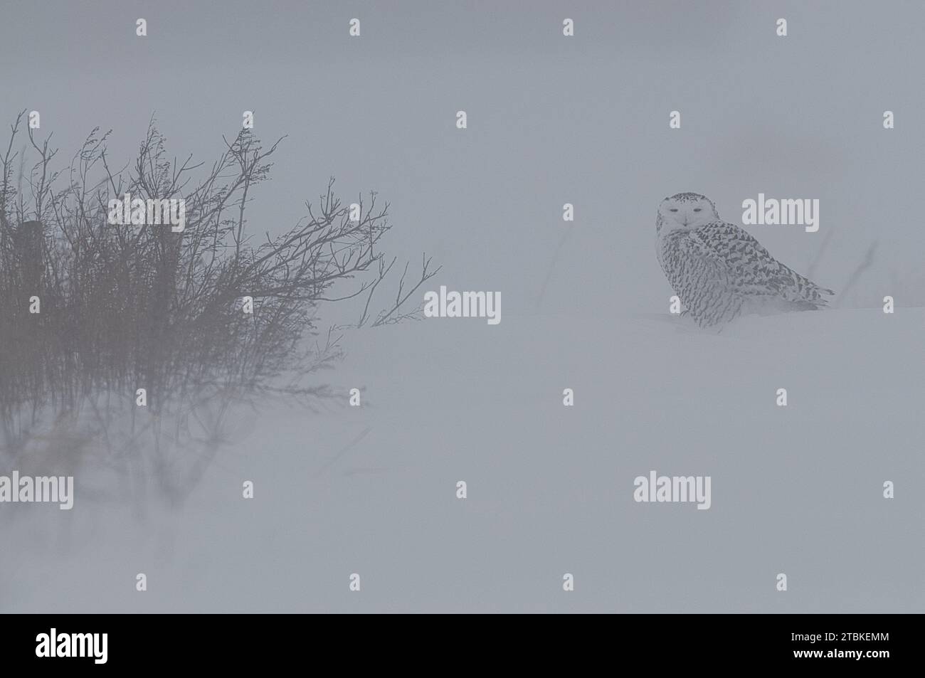 Snowy Owl in winter who hunts Stock Photo - Alamy