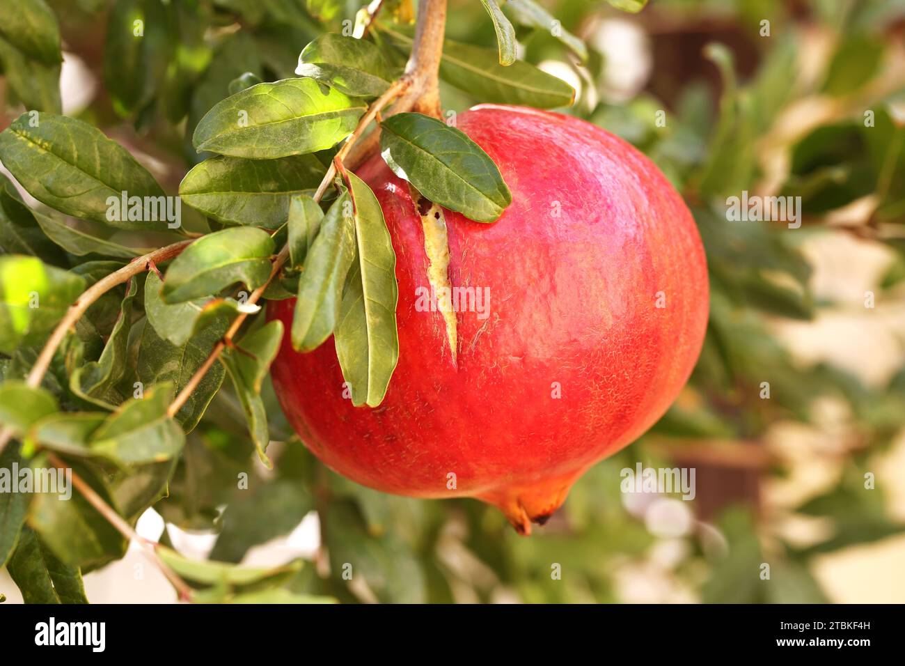 Fruit hanging on tree hi-res stock photography and images - Alamy