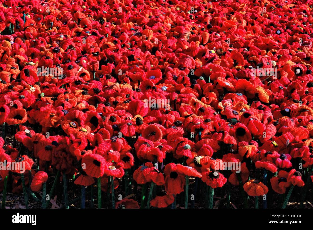 Perth: Mass of colourful red knitted poppies at State War Memorial for ...
