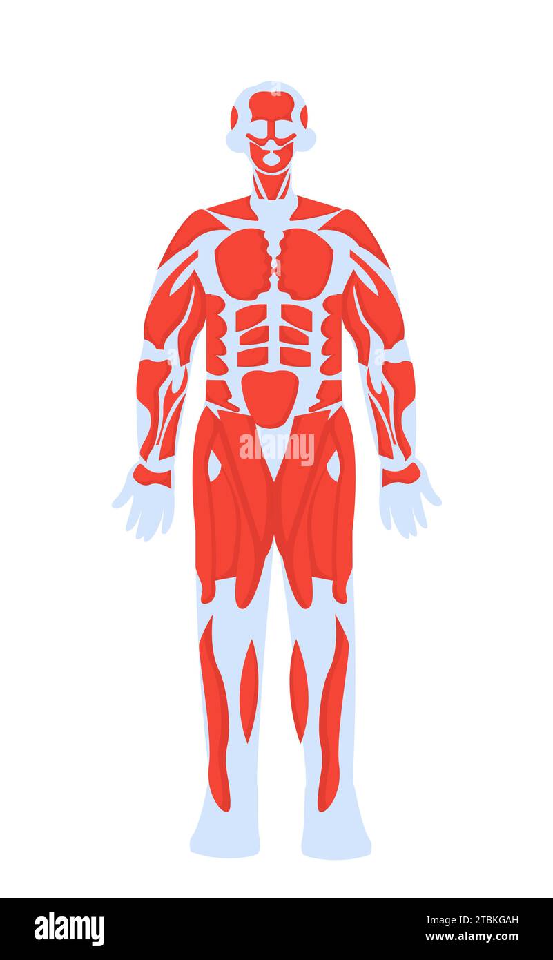 Anatomical illustration male figure Stock Vector Images - Alamy