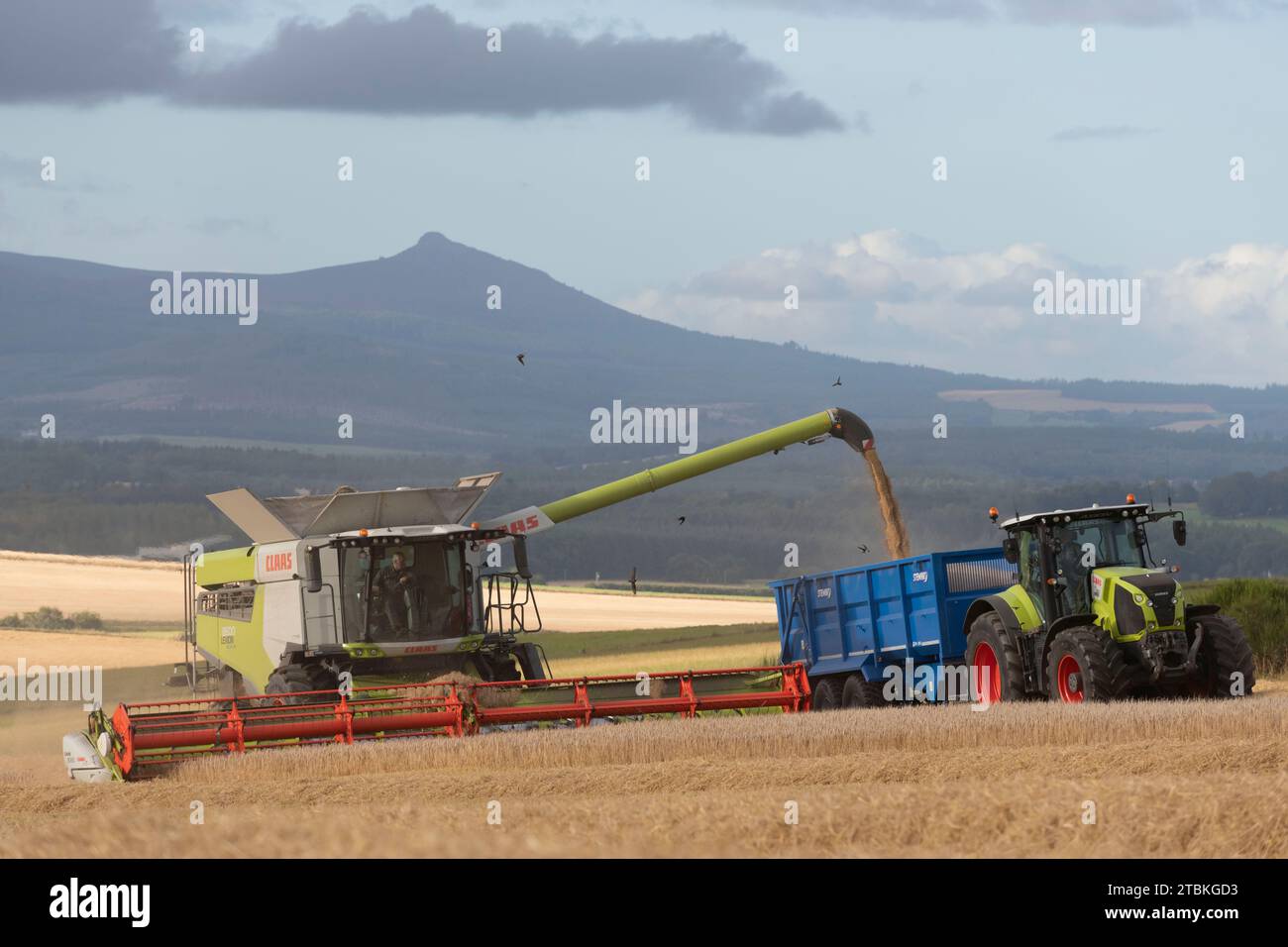 A Flight of Swallows (Hirundo Rustica) Flying Around a Combine ...