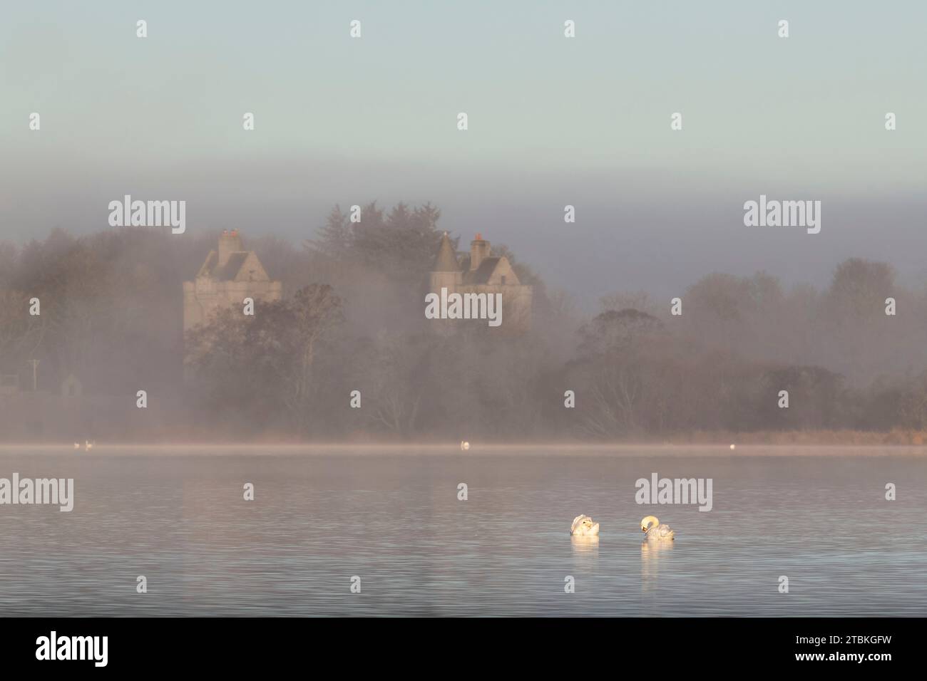 Two Mute Swans (Cygnus Olor) Cleaning Their Feathers Early on a Misty ...