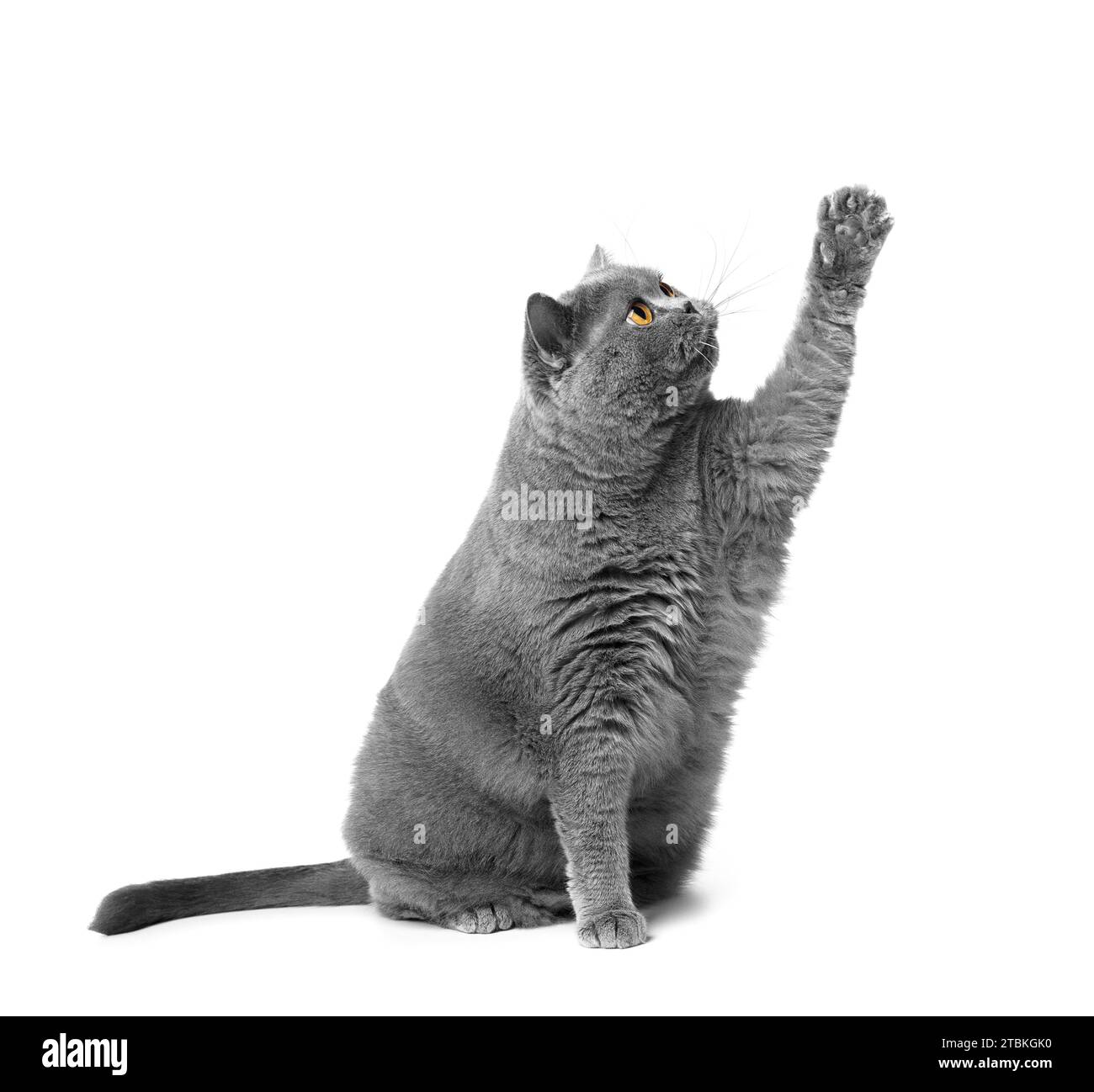 A fat funny British Shorthair cat sits on a white background and looks ...