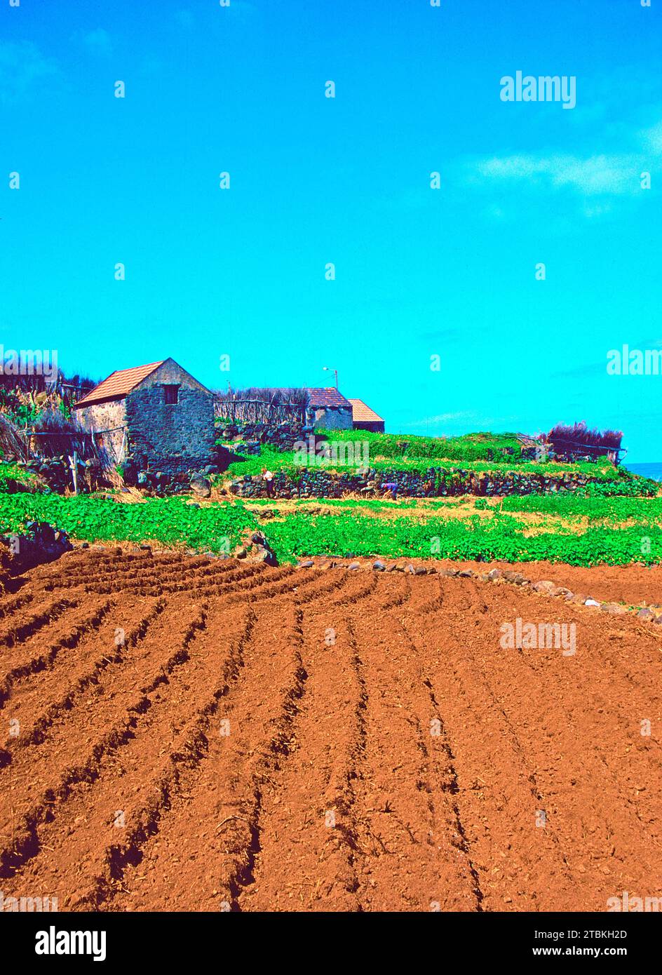 Fort madiera funchal yellow building sea ancient fortress blue sky hi ...